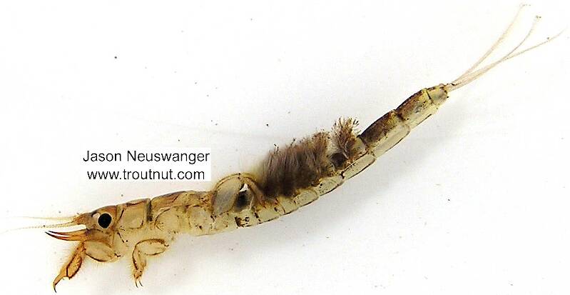 Ephemera simulans (Brown Drake) Mayfly Nymph Pictures