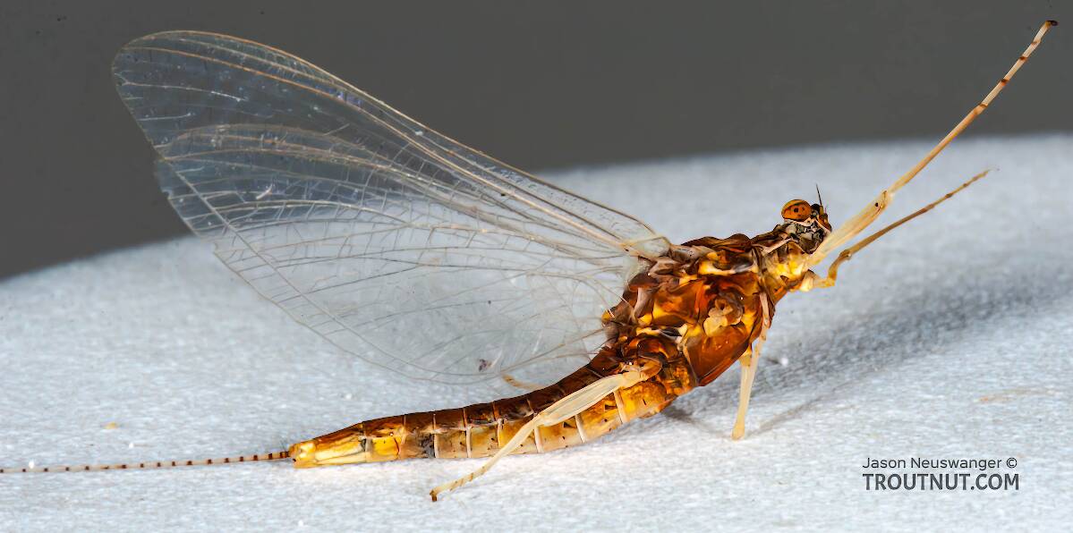 Female Eurylophella (Chocolate Dun) Mayfly Spinner Pictures