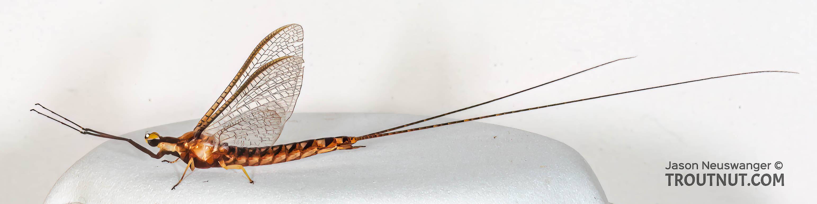 Male Hexagenia limbata (Hex) Mayfly Spinner Pictures