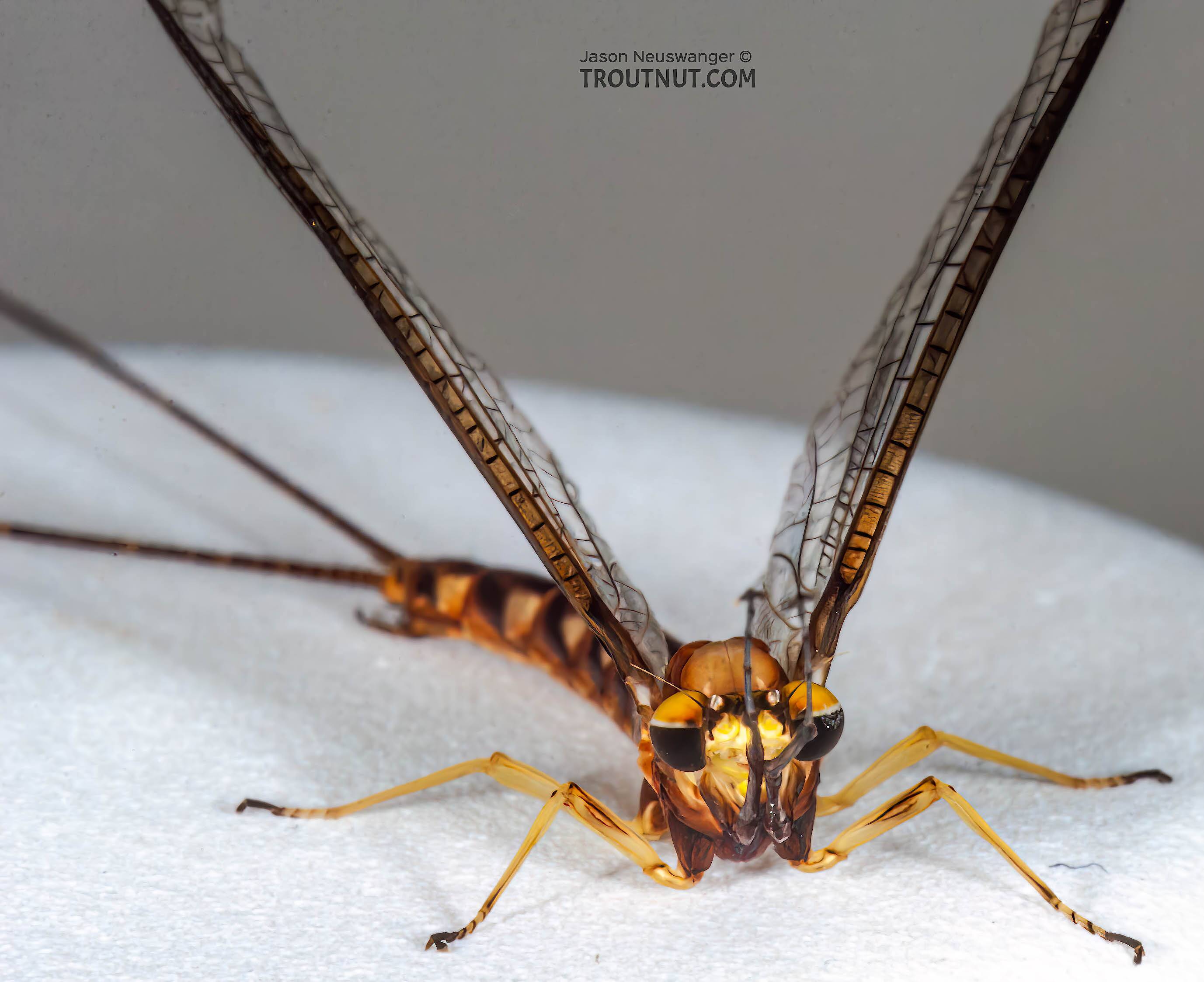Male Hexagenia limbata (Hex) Mayfly Spinner Pictures