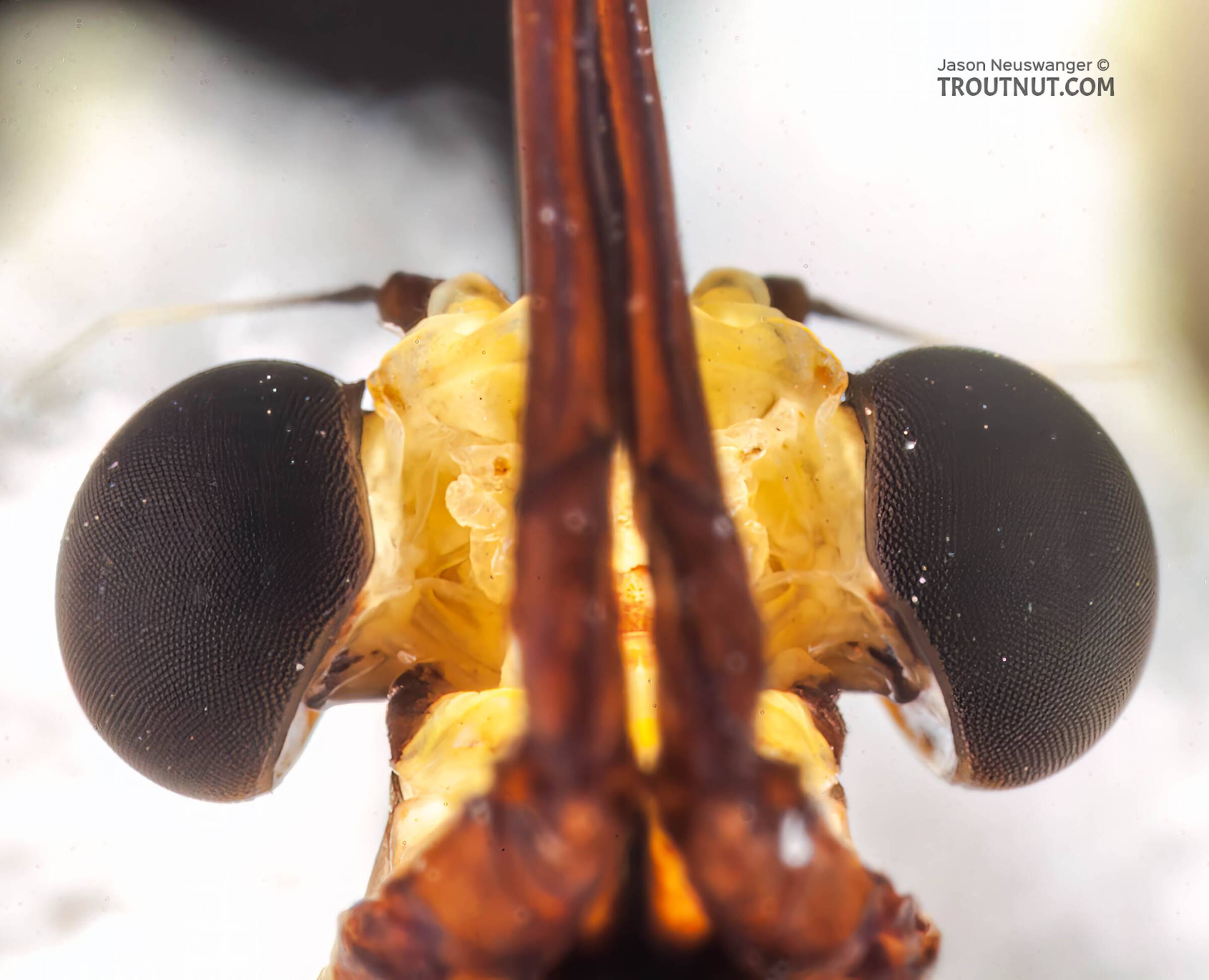 Male Hexagenia limbata (Hex) Mayfly Spinner Pictures