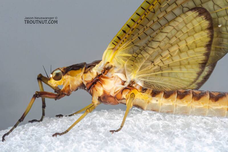 Female Hexagenia limbata (Hex) Mayfly Dun Pictures