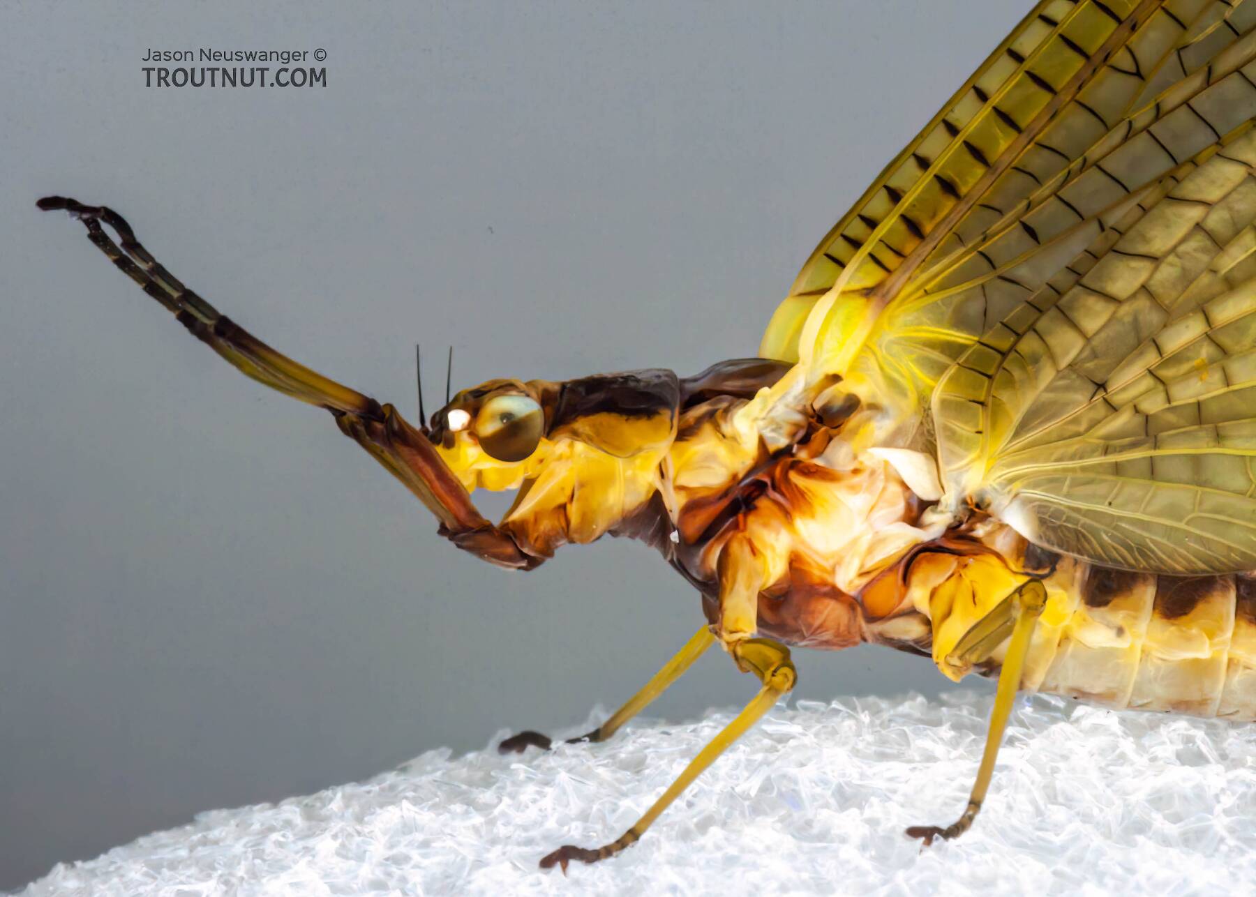 Mayfly Species Hexagenia limbata (Hexes)