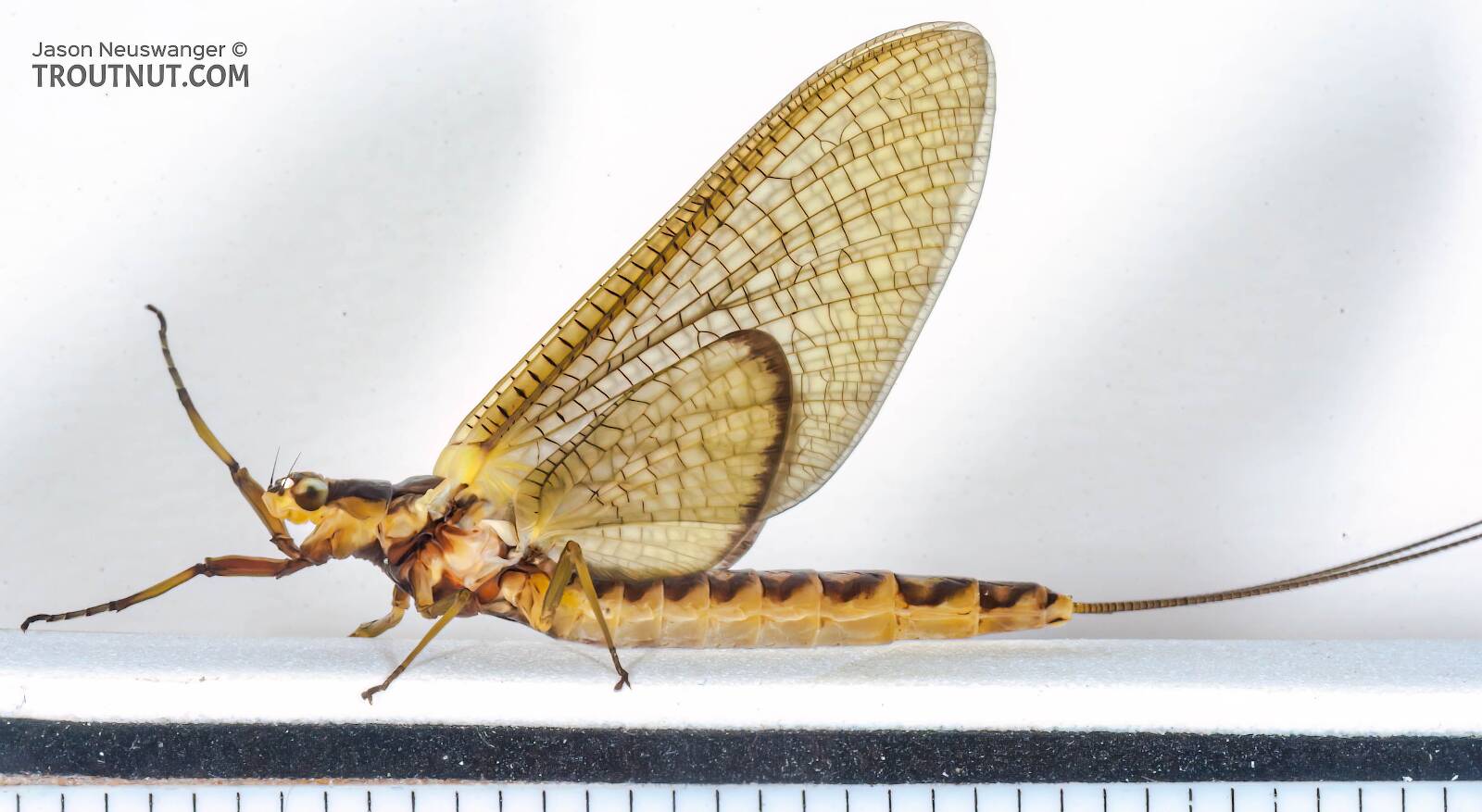 Female Hexagenia limbata (Hex) Mayfly Dun Pictures