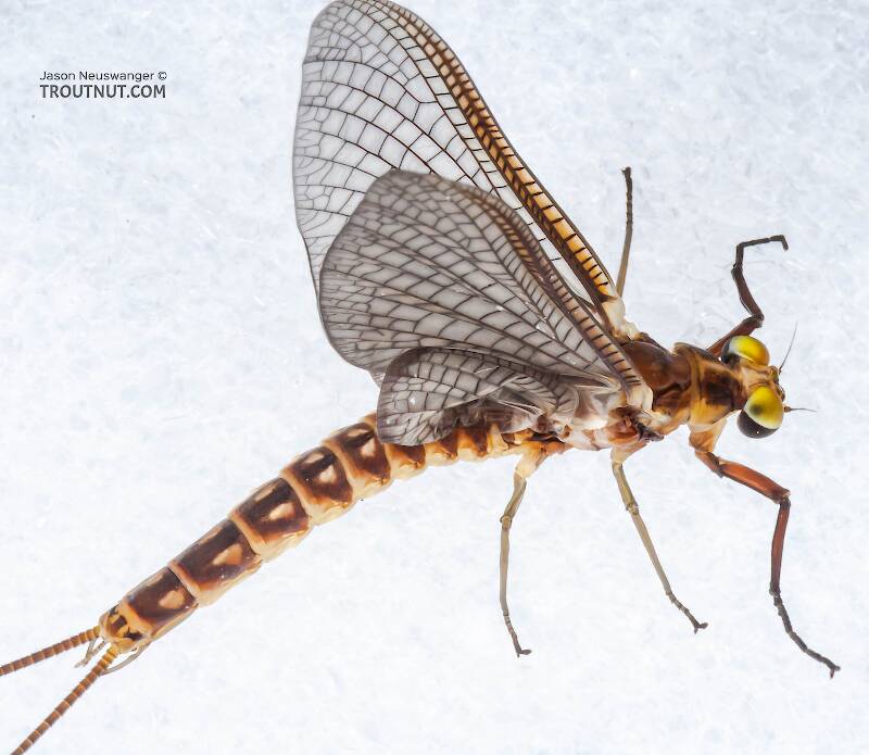 Male Hexagenia limbata (Hex) Mayfly Dun Pictures