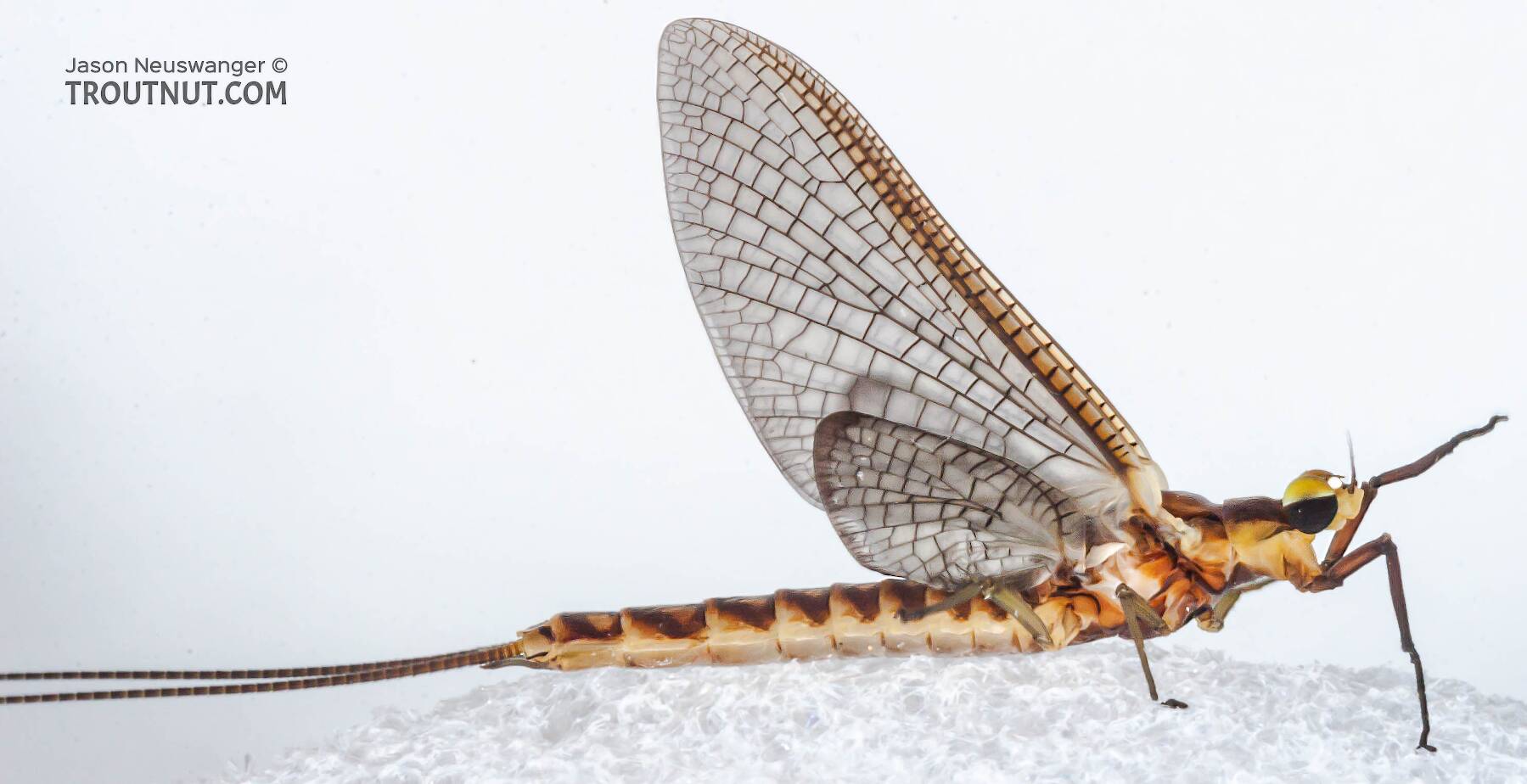 Mayfly Species Hexagenia limbata (Hexes)