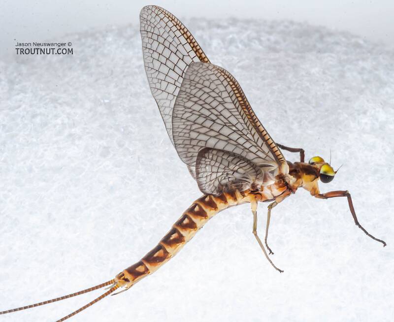 Male Hexagenia limbata (Hex) Mayfly Dun Pictures