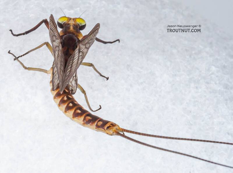 Male Hexagenia limbata (Hex) Mayfly Dun Pictures