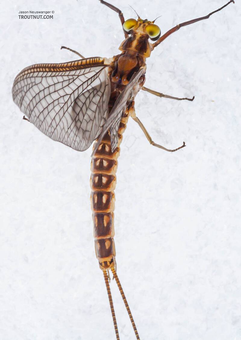 Male Hexagenia limbata (Hex) Mayfly Dun Pictures
