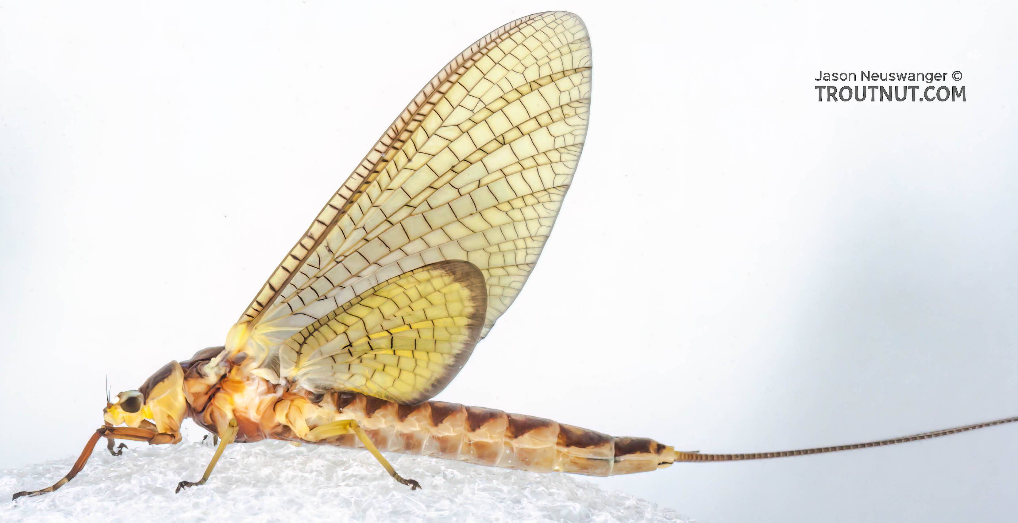 Mayfly Genus Hexagenia