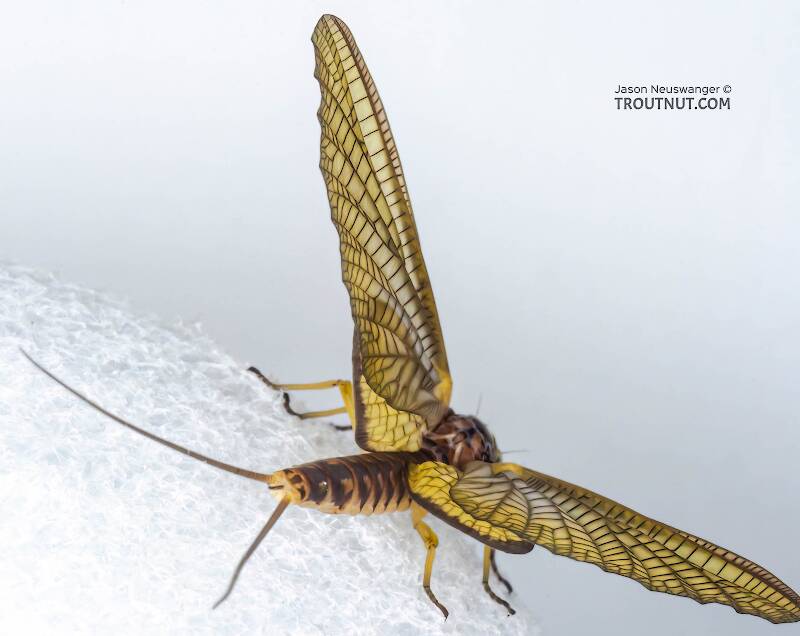 Female Hexagenia limbata (Hex) Mayfly Dun Pictures