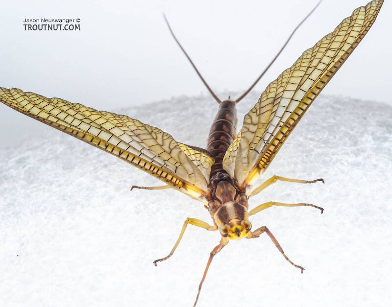 Female Hexagenia limbata (Hex) Mayfly Dun Pictures