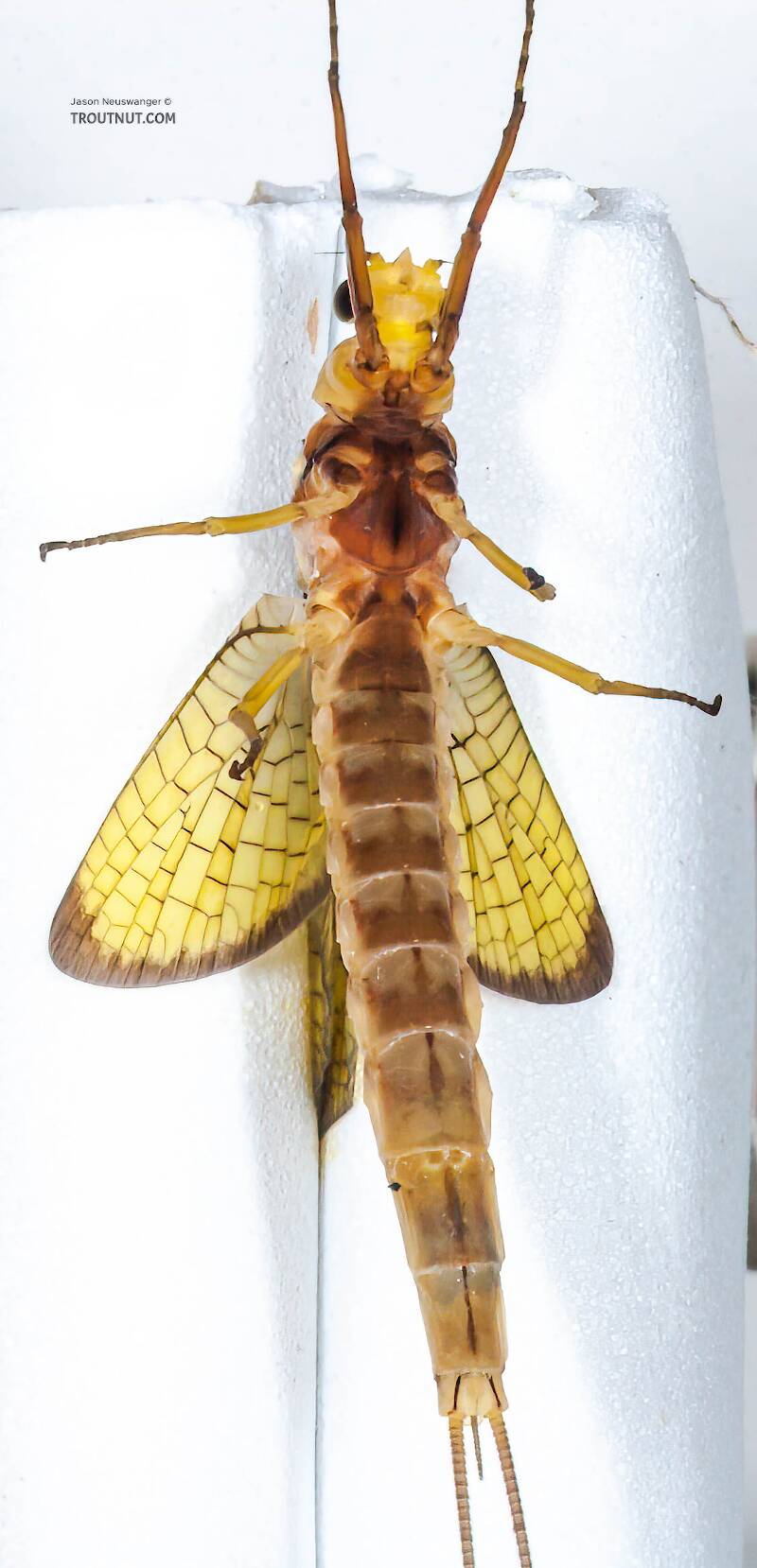 Female Hexagenia limbata (Hex) Mayfly Dun Pictures