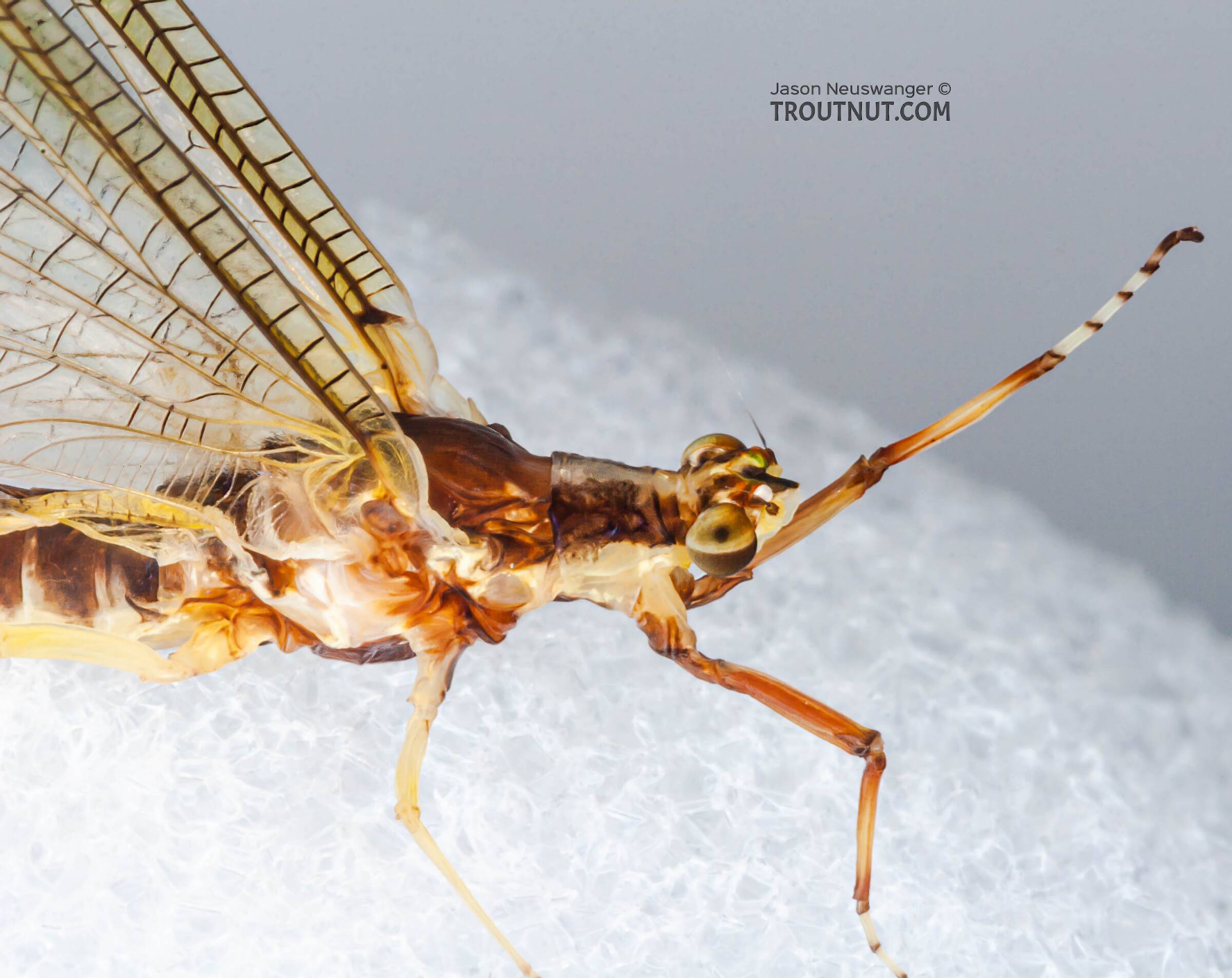 Female Hexagenia limbata (Hex) Mayfly Spinner Pictures