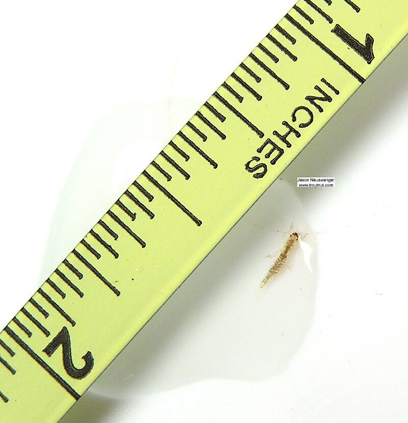 Ephemera simulans (Brown Drake) Mayfly Nymph Pictures