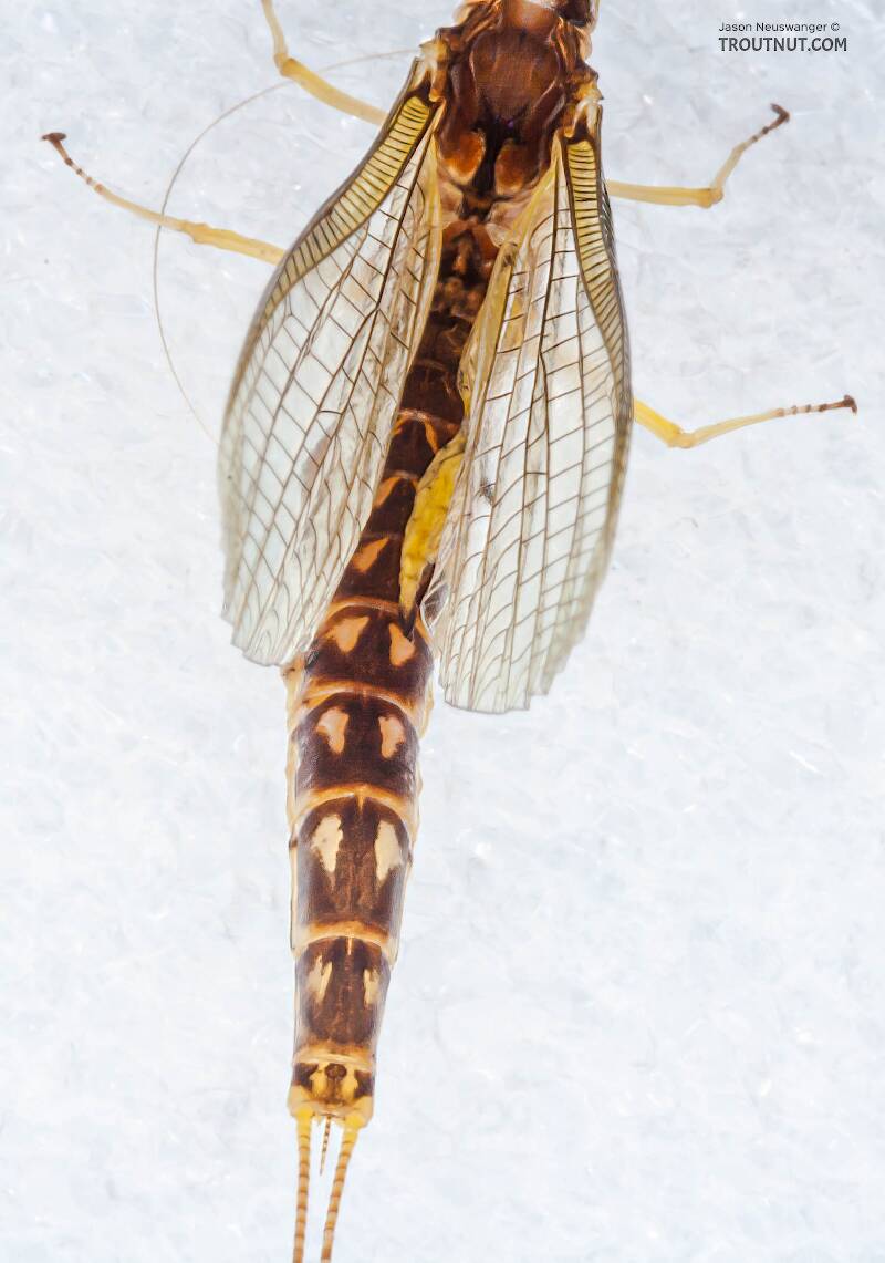Female Hexagenia limbata (Hex) Mayfly Spinner Pictures