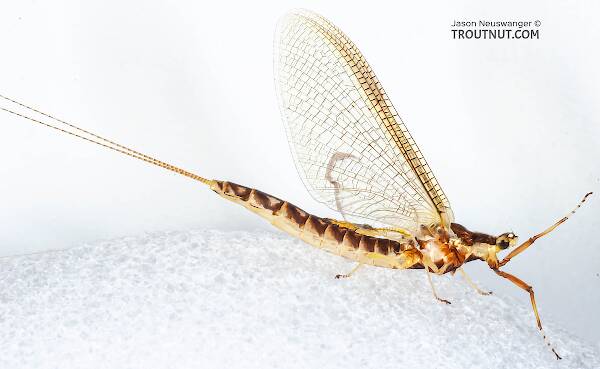 Mayfly Family Ephemeridae (Hexes and Big Drakes)