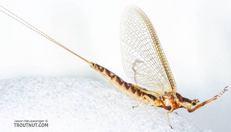 Female Hexagenia limbata (Hex) Mayfly Spinner Pictures