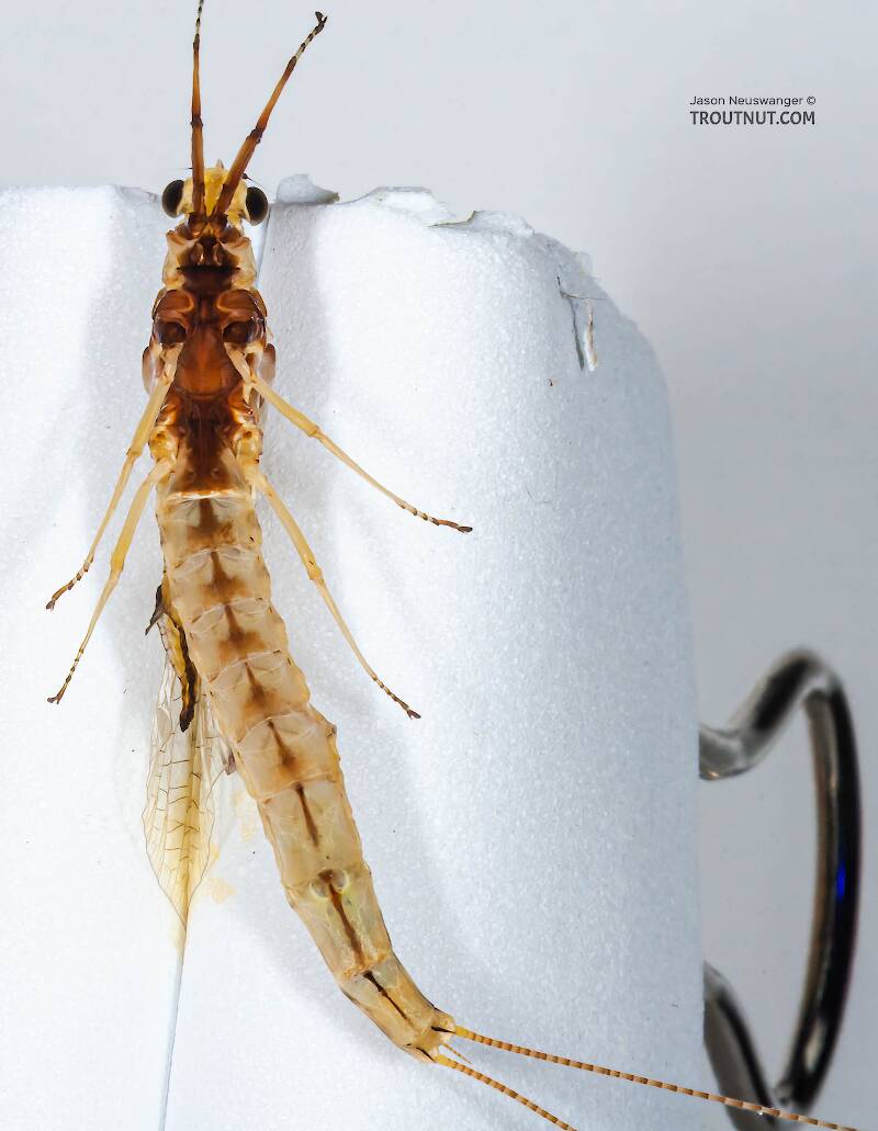 Female Hexagenia limbata (Hex) Mayfly Spinner Pictures