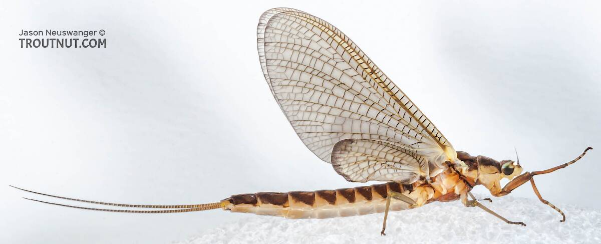 Mayfly Species Hexagenia limbata (Hexes)