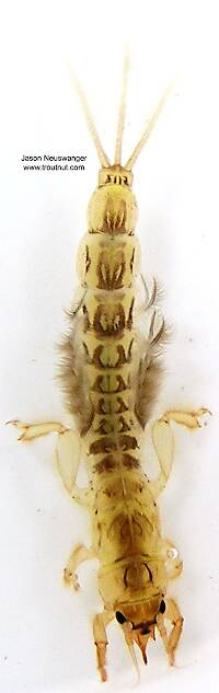 Mayfly Species Ephemera simulans (Brown Drakes)