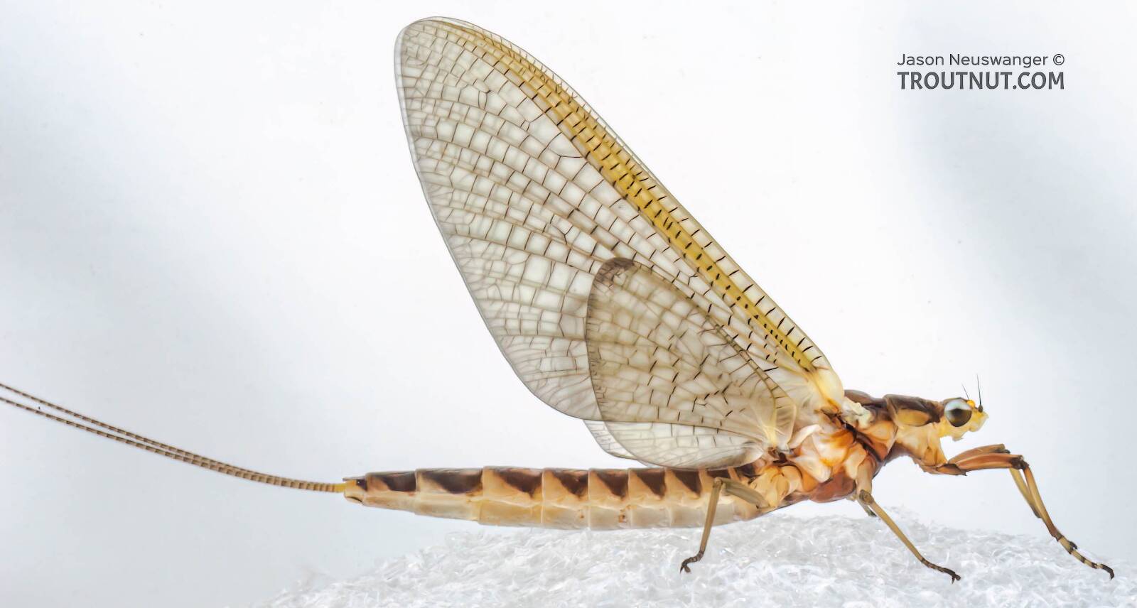 Mayfly Species Hexagenia limbata (Hexes)