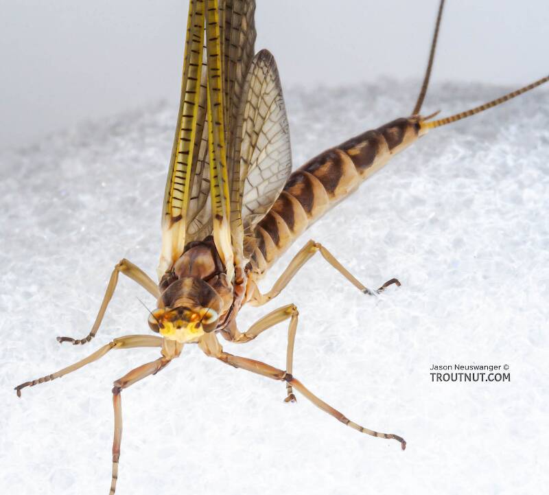 Female Hexagenia limbata (Hex) Mayfly Dun Pictures