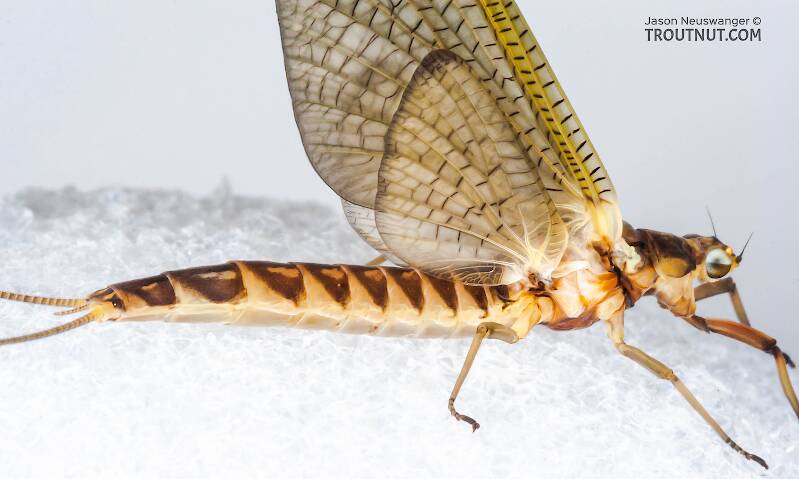 Female Hexagenia limbata (Hex) Mayfly Dun Pictures