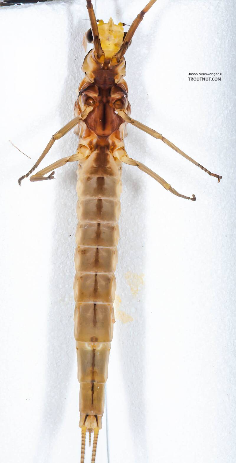 Female Hexagenia limbata (Hex) Mayfly Dun Pictures