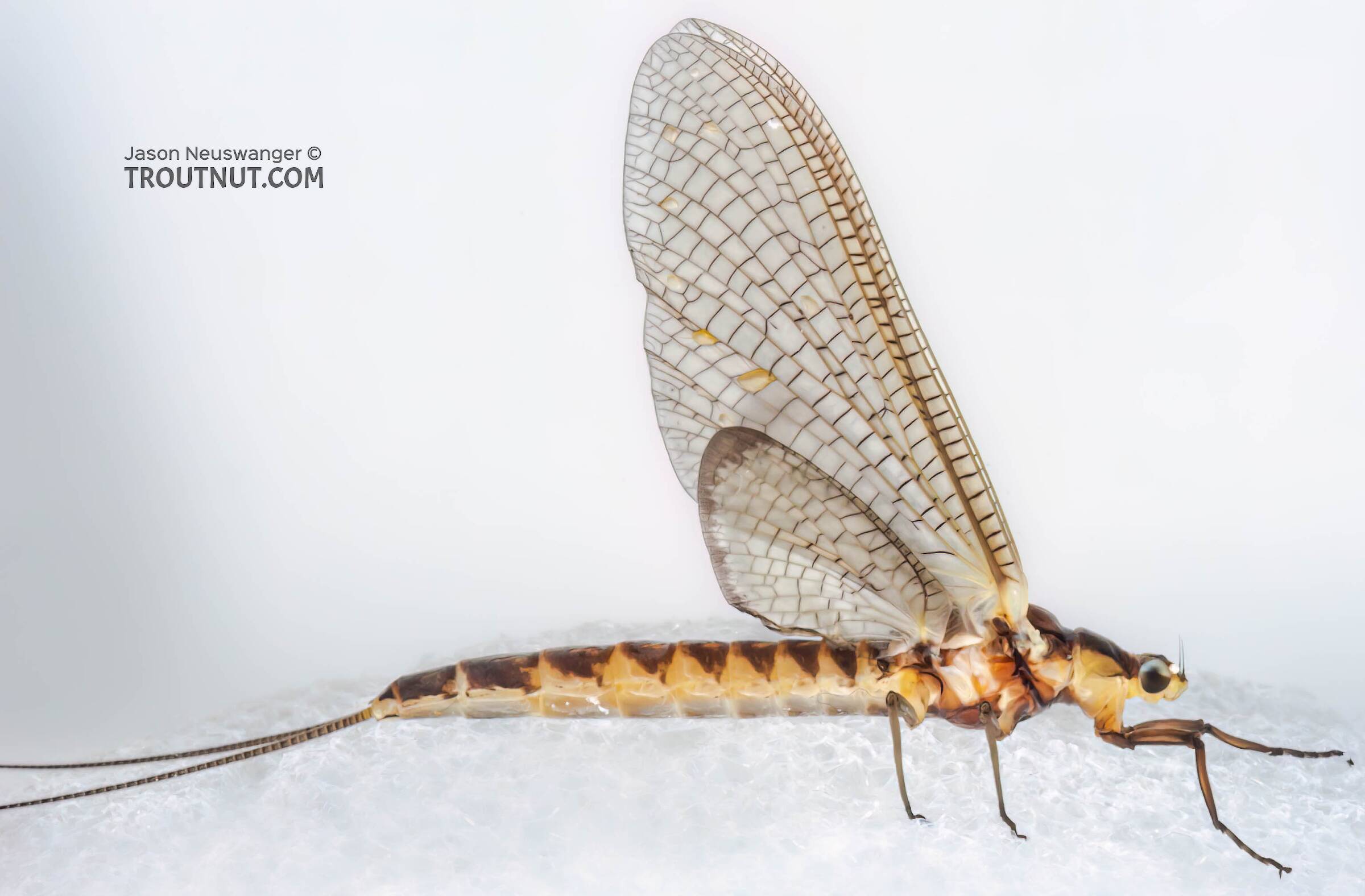 Mayfly Species Hexagenia limbata (Hexes)