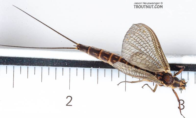 Female Hexagenia limbata (Hex) Mayfly Dun Pictures
