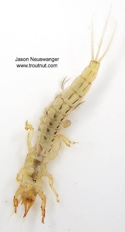 Ephemera simulans (Brown Drake) Mayfly Nymph Pictures