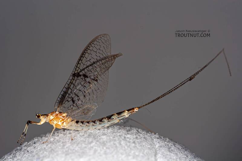 Female Ephemera varia (Yellow Drake) Mayfly Spinner Pictures