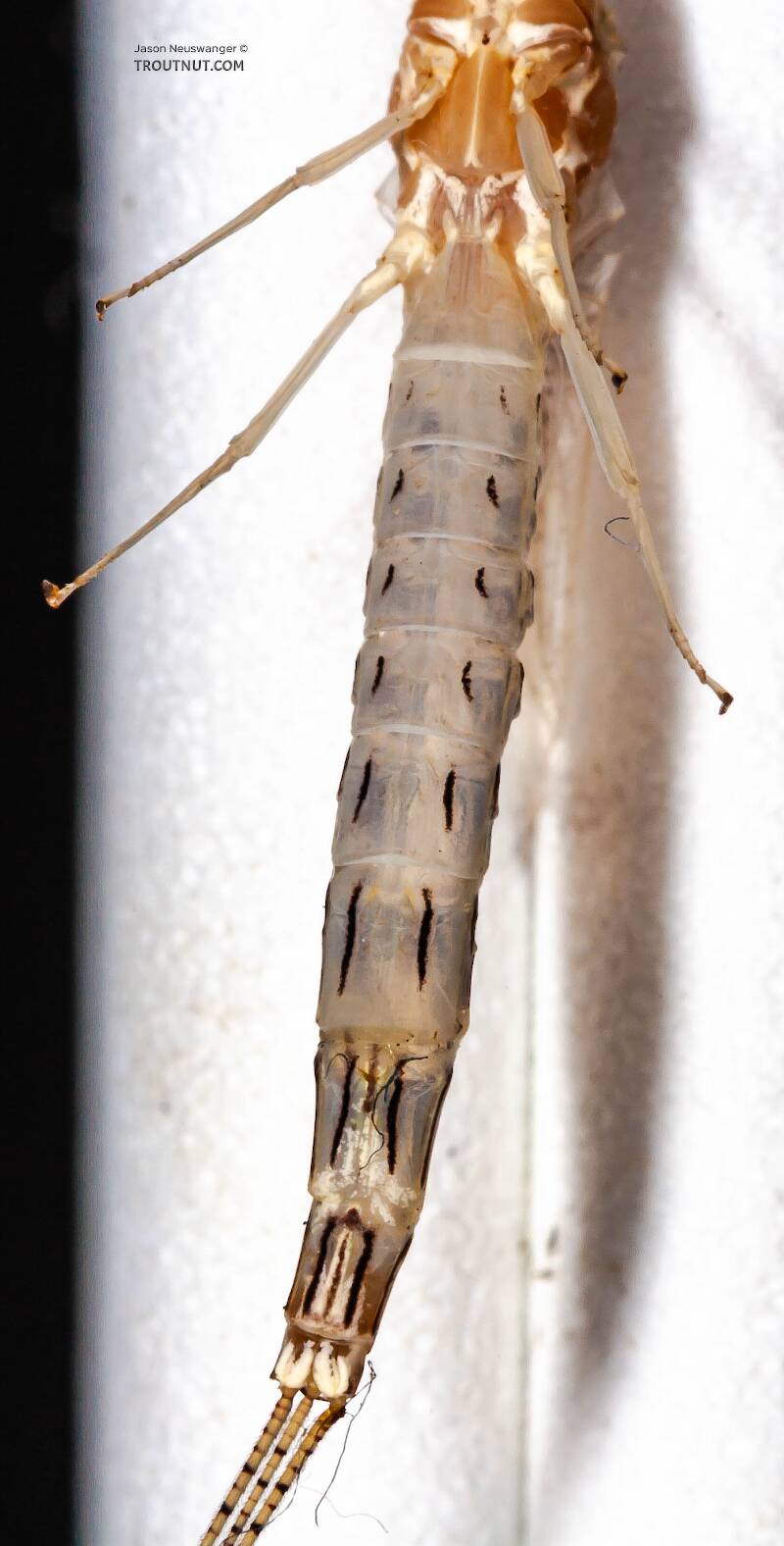 Female Ephemera varia (Yellow Drake) Mayfly Spinner Pictures