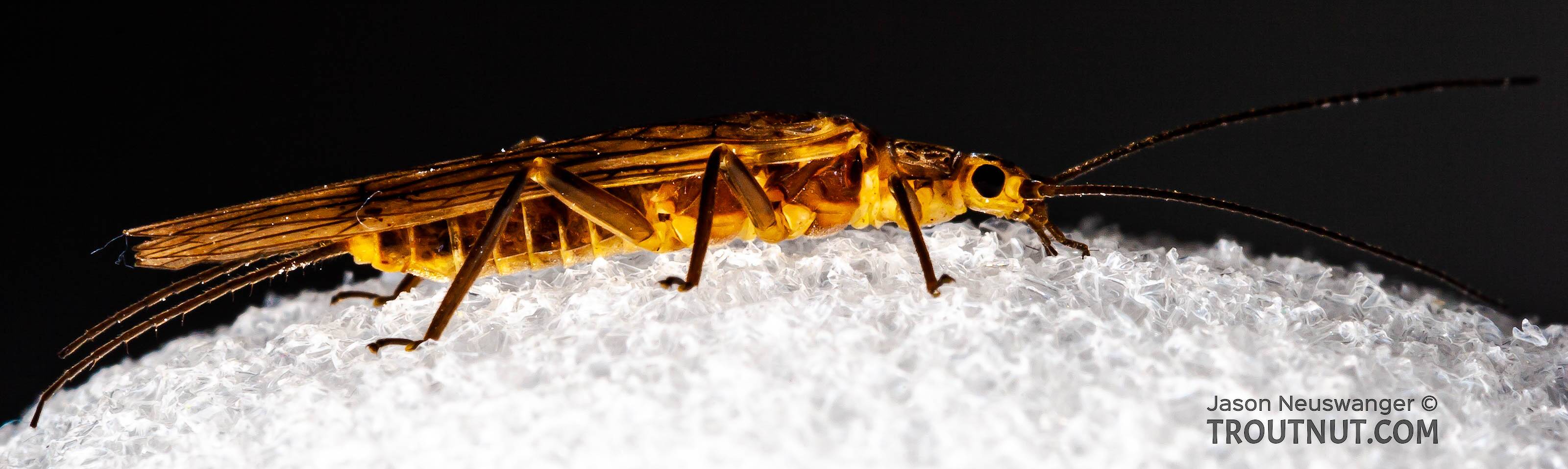 Female Isoperla signata (Yellow Sally) Stonefly Adult Pictures