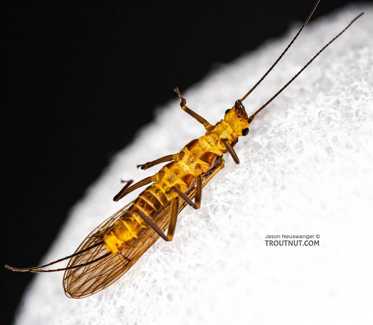 Female Isoperla signata (Yellow Sally) Stonefly Adult Pictures