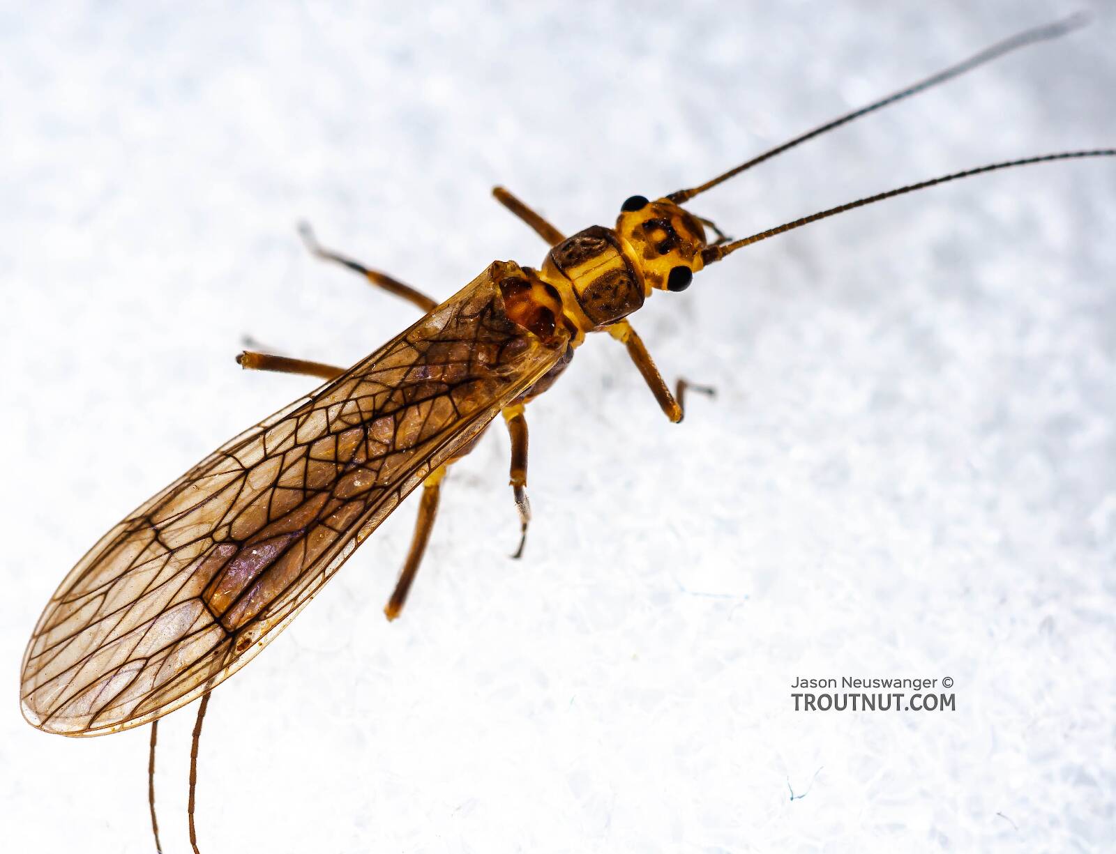 Female Isoperla signata (Yellow Sally) Stonefly Adult Pictures