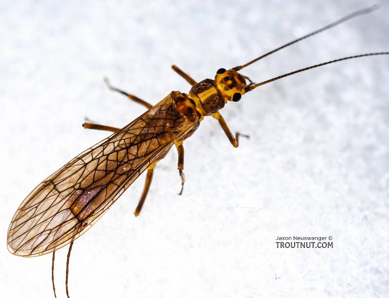 Female Isoperla signata (Yellow Sally) Stonefly Adult Pictures