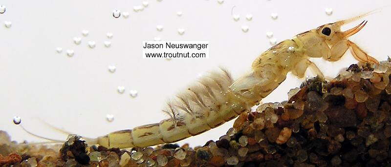 Ephemera simulans (Brown Drake) Mayfly Nymph Pictures
