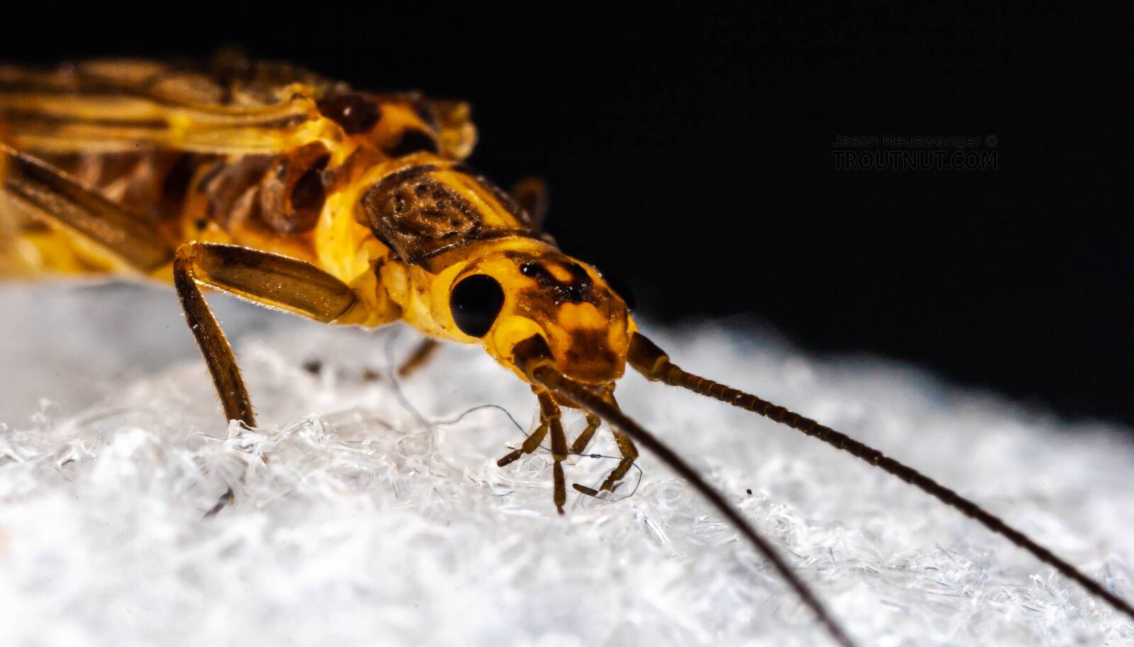 Female Isoperla signata (Yellow Sally) Stonefly Adult Pictures