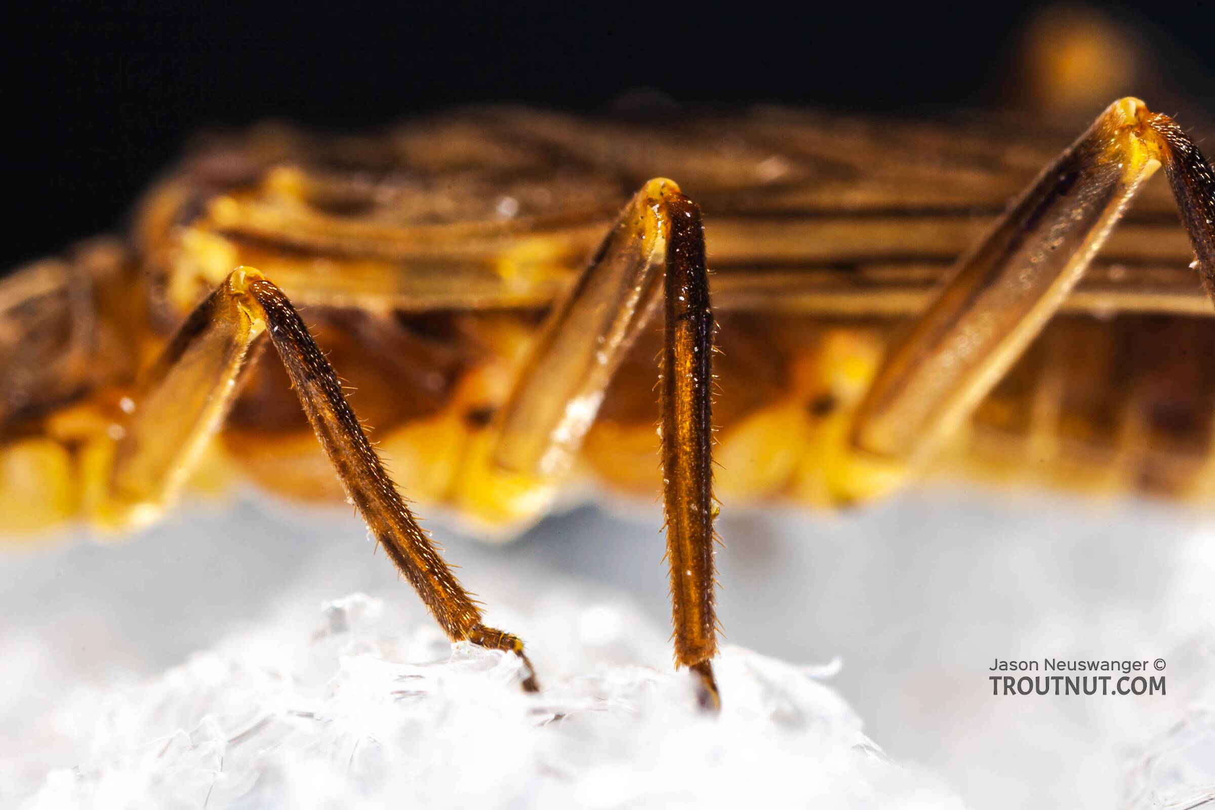 Female Isoperla signata (Yellow Sally) Stonefly Adult Pictures