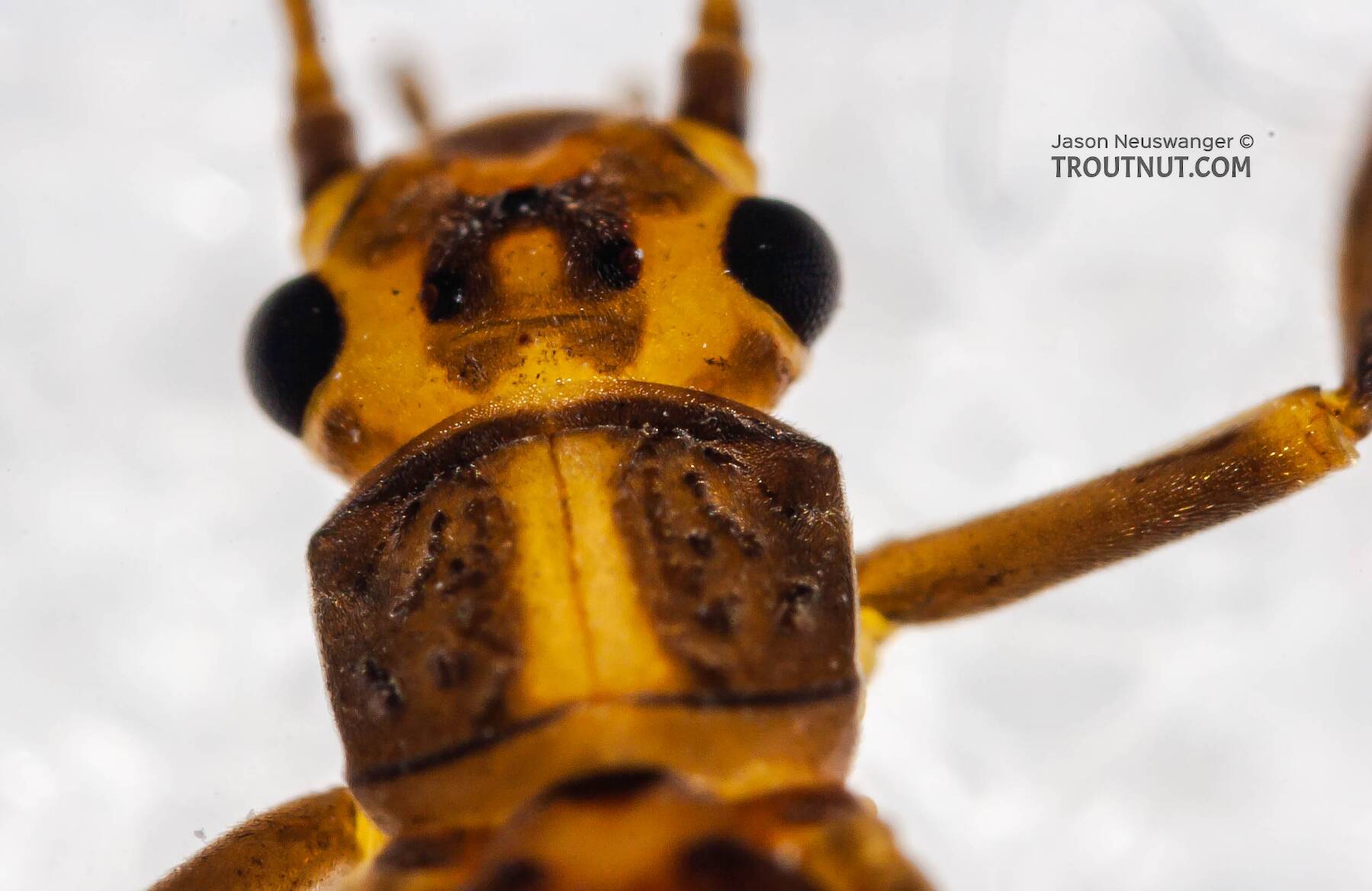 Female Isoperla signata (Yellow Sally) Stonefly Adult Pictures