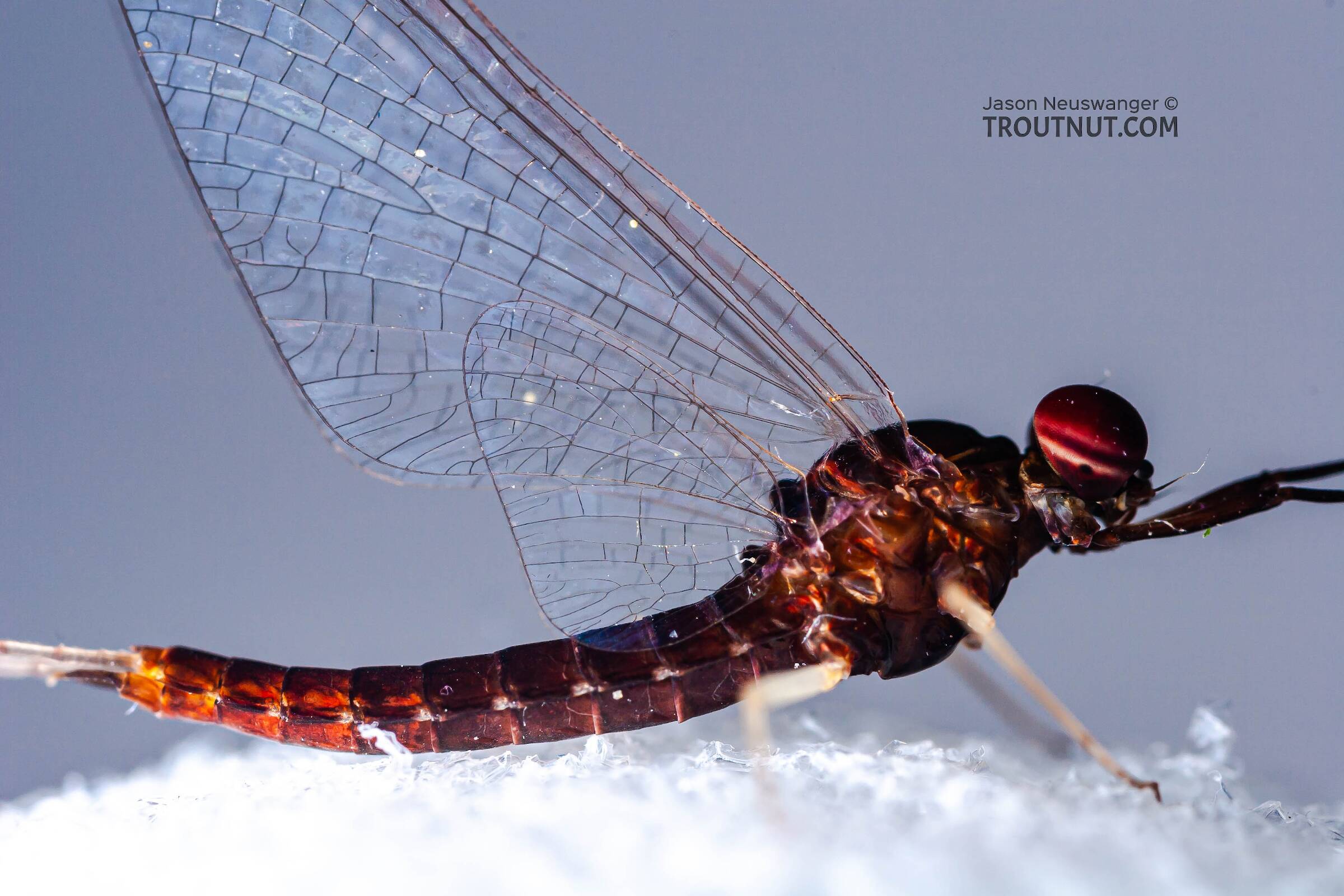 Male Isonychia bicolor (Mahogany Dun) Mayfly Spinner Pictures