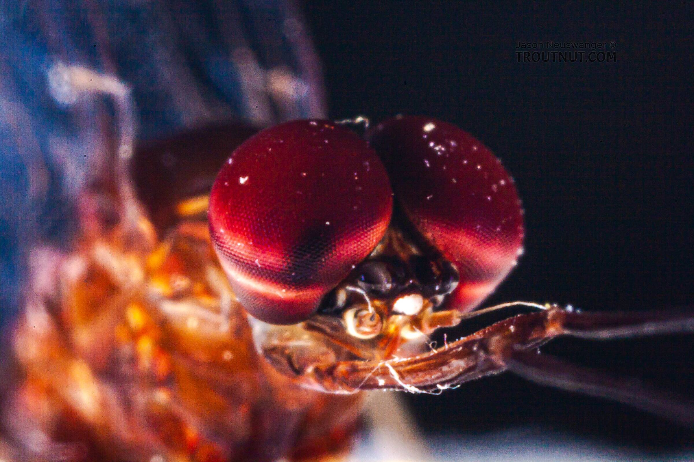 Male Isonychia bicolor (Mahogany Dun) Mayfly Spinner Pictures