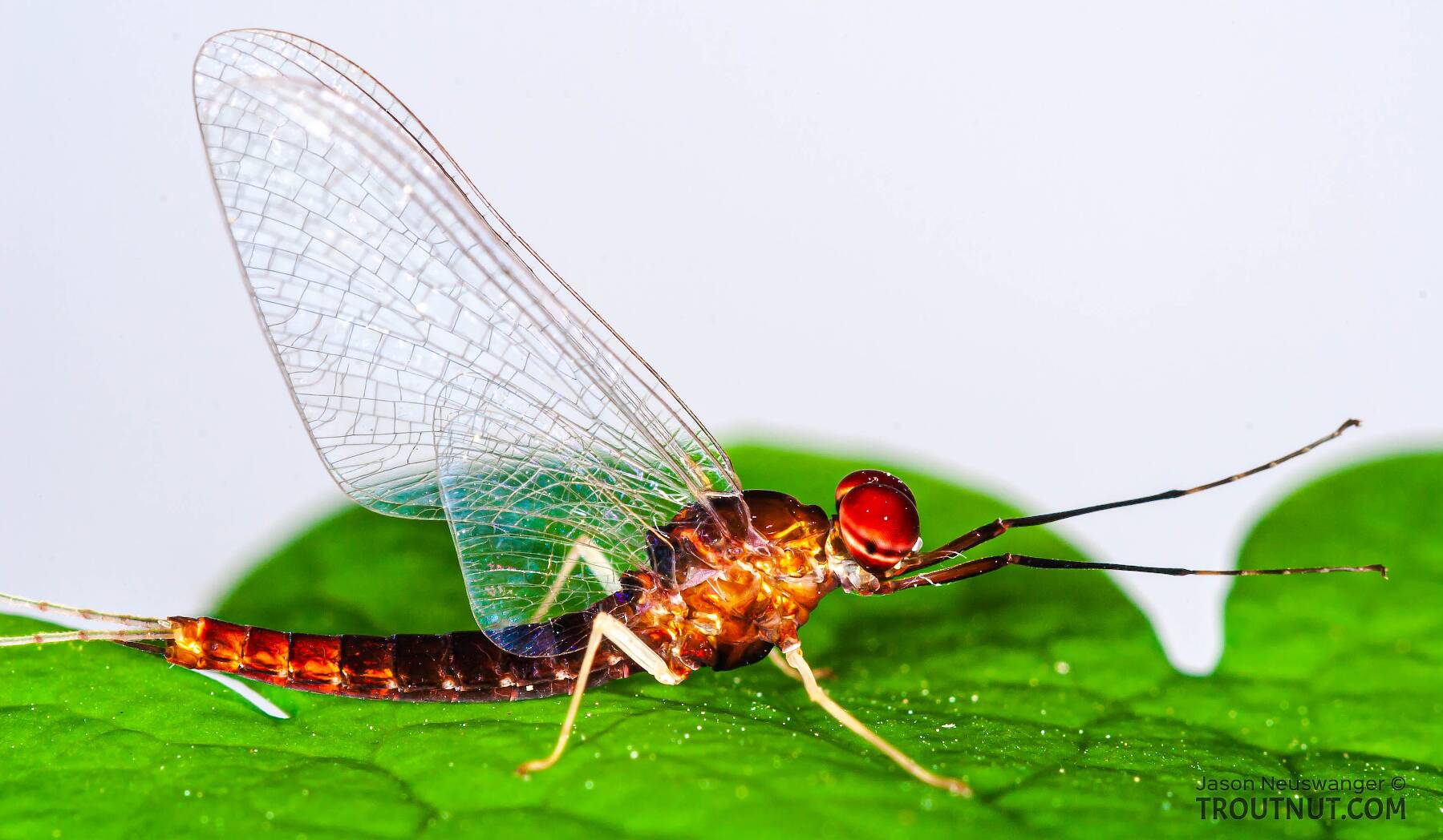 Mayfly Family Isonychiidae (Slate Drakes)