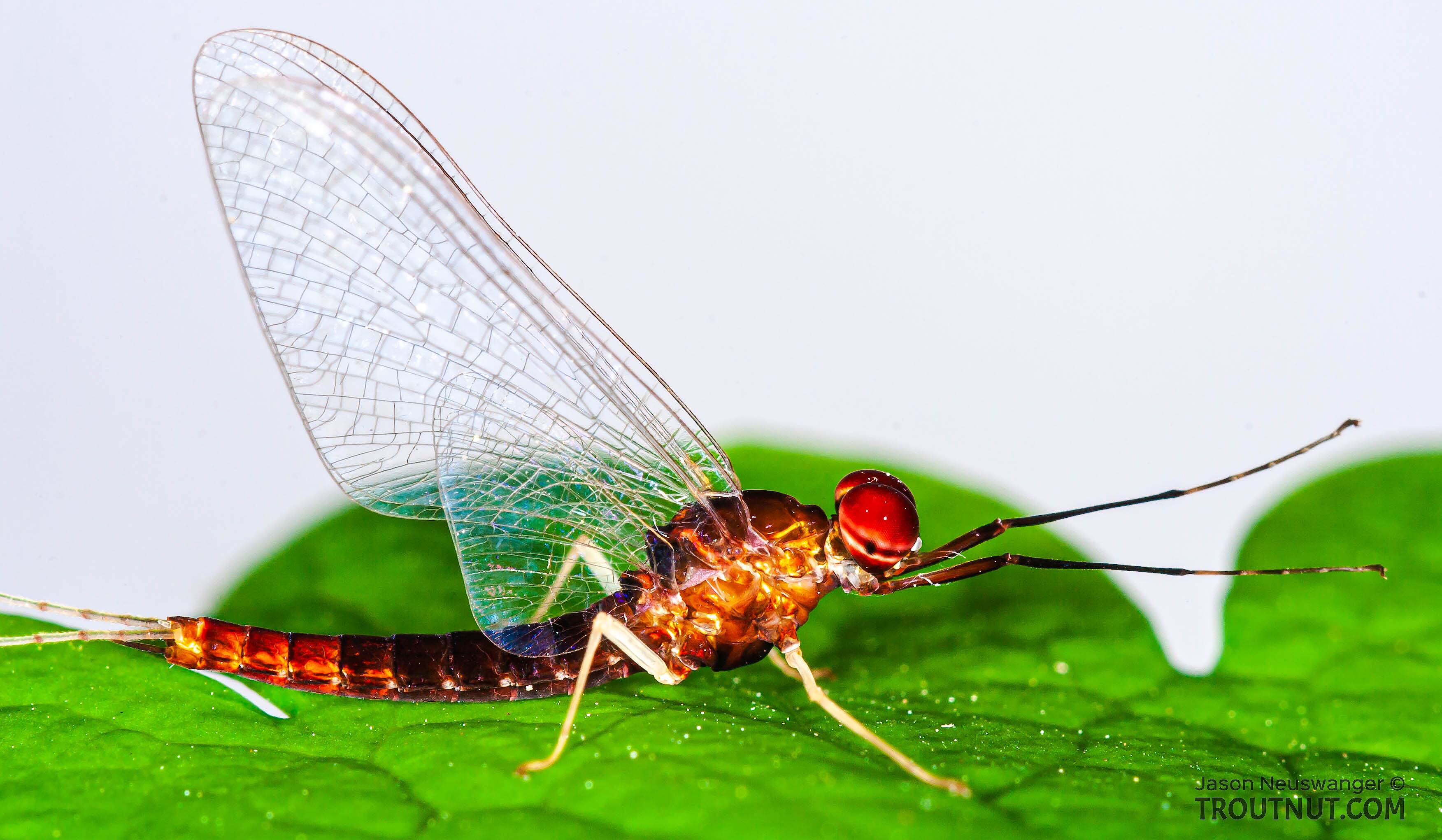 Mayfly Genus Isonychia (Slate Drakes)