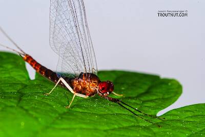 Male Isonychia bicolor (Mahogany Dun) Mayfly Spinner Pictures