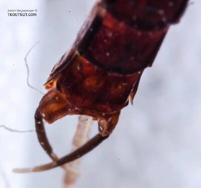Male Isonychia bicolor (Mahogany Dun) Mayfly Spinner Pictures