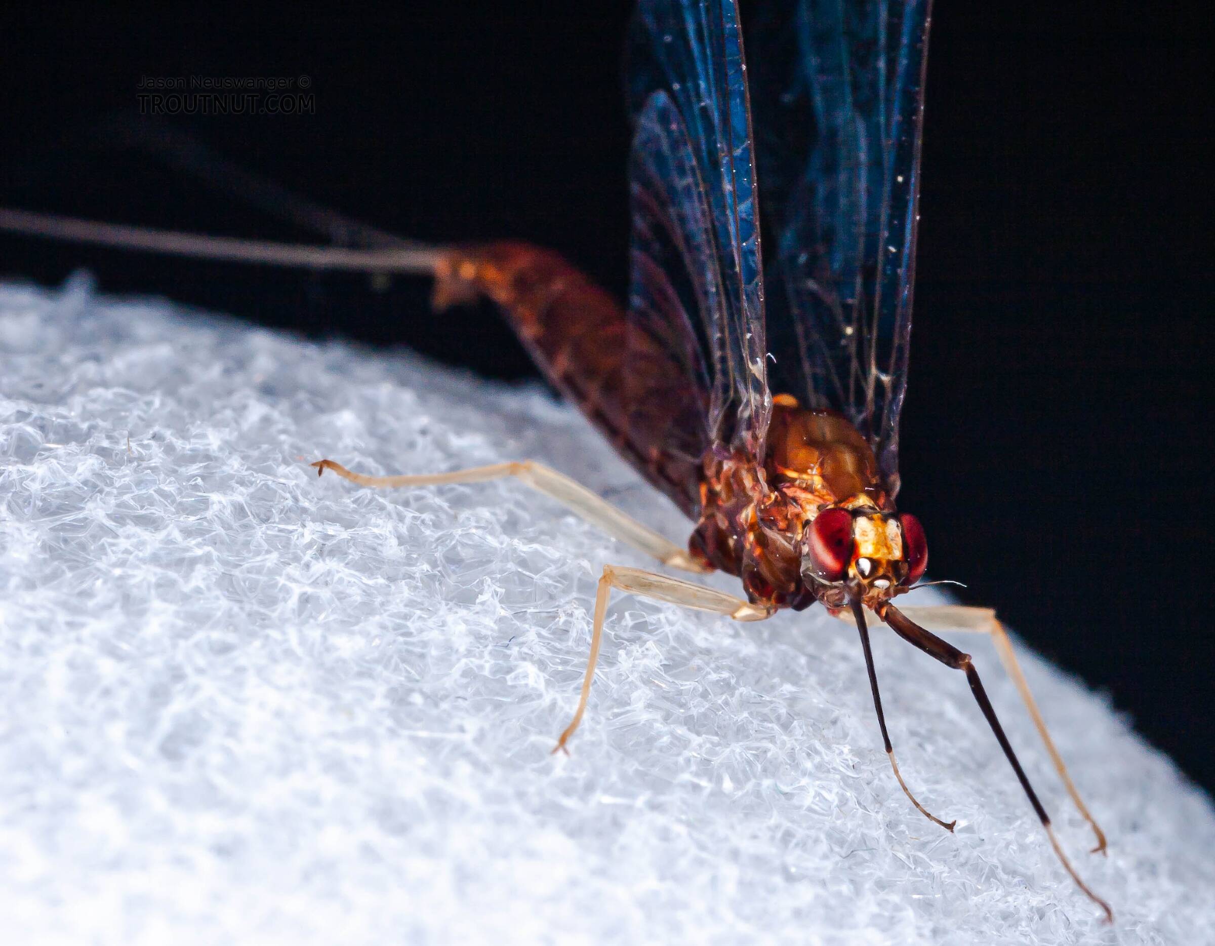 Female Isonychia bicolor (Mahogany Dun) Mayfly Spinner Pictures