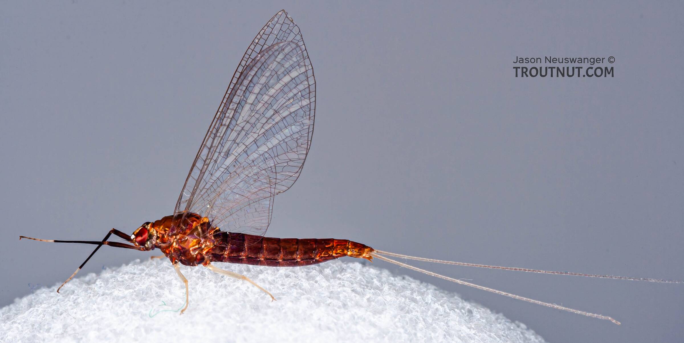 Mayfly Genus Isonychia (Slate Drakes)